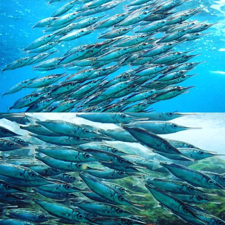 Mojo Dive, Puerto del Carmen, Spanien