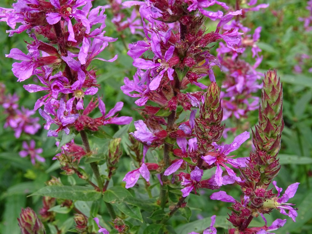 Amaliapark, Middelburg, Nederland