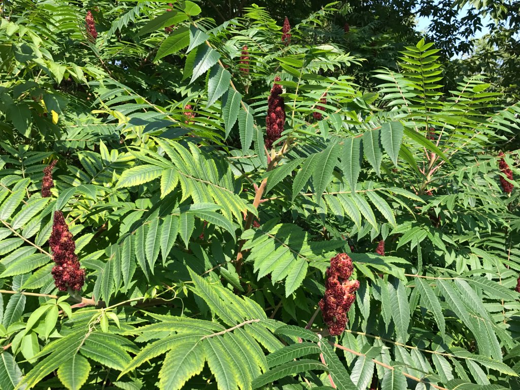 Parc de la Falaise et la Chute Kabir Kouba, Wendake