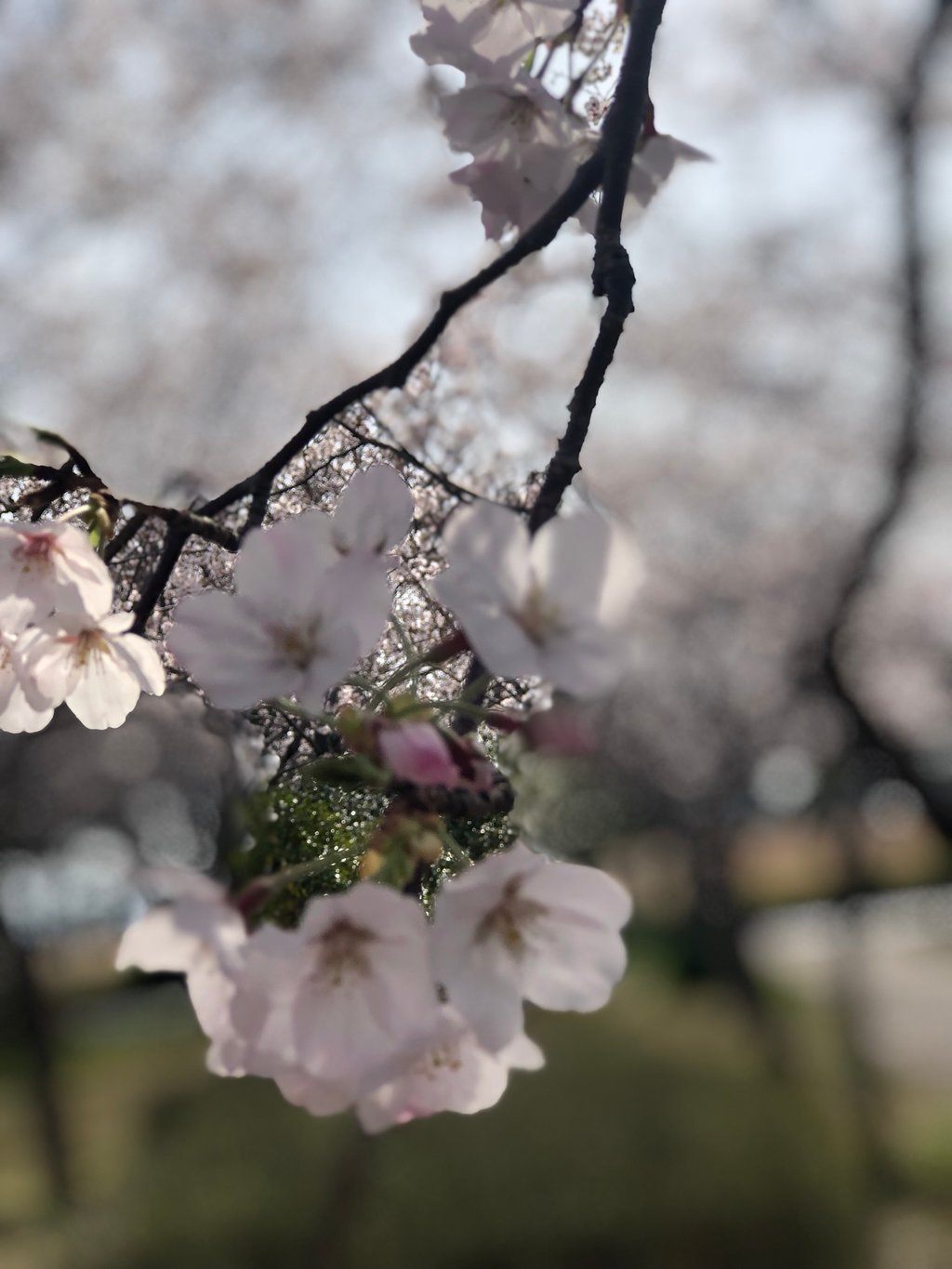 Jumbo Taxi, Jeju Island, South Korea